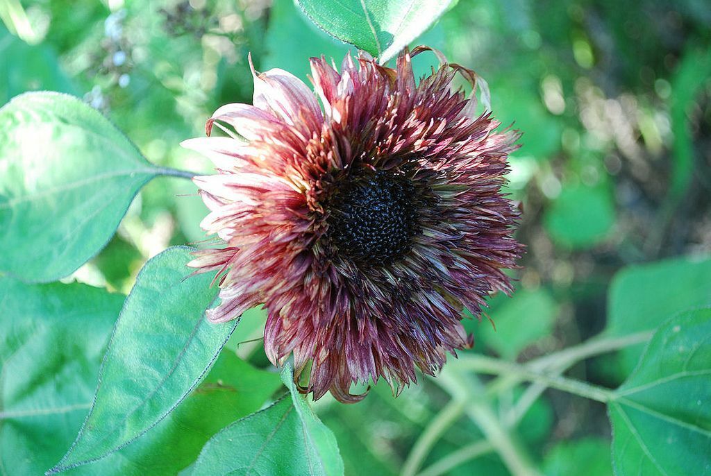 25 Double Dandy Sunflower Seeds Flowers Seed Flower Perennial Sun Bloom ...