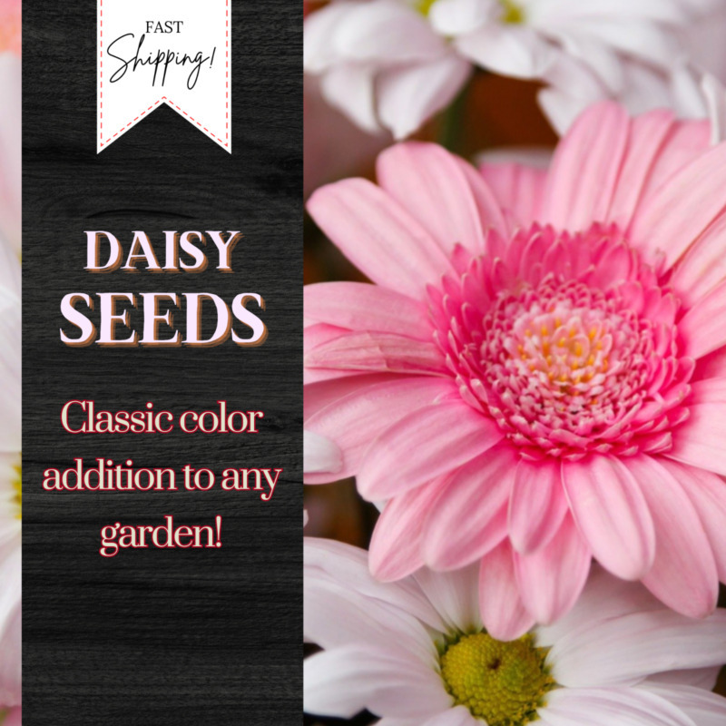 PS Daisy Seeds 125 Seeds Daisy Flower Seeds Annual Seeds Garden Seeds ...