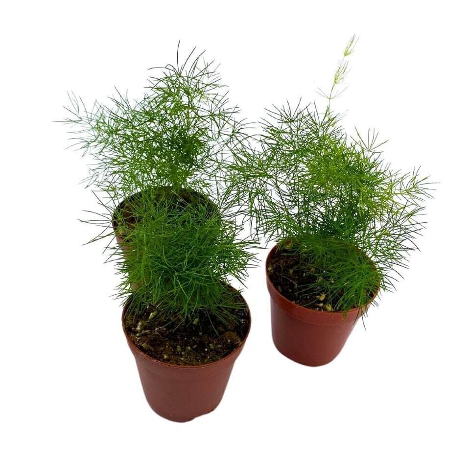 Fern Sprengeri Asparagus densiflorus 2 inch Set of 3 Starters Tiny Mini ...