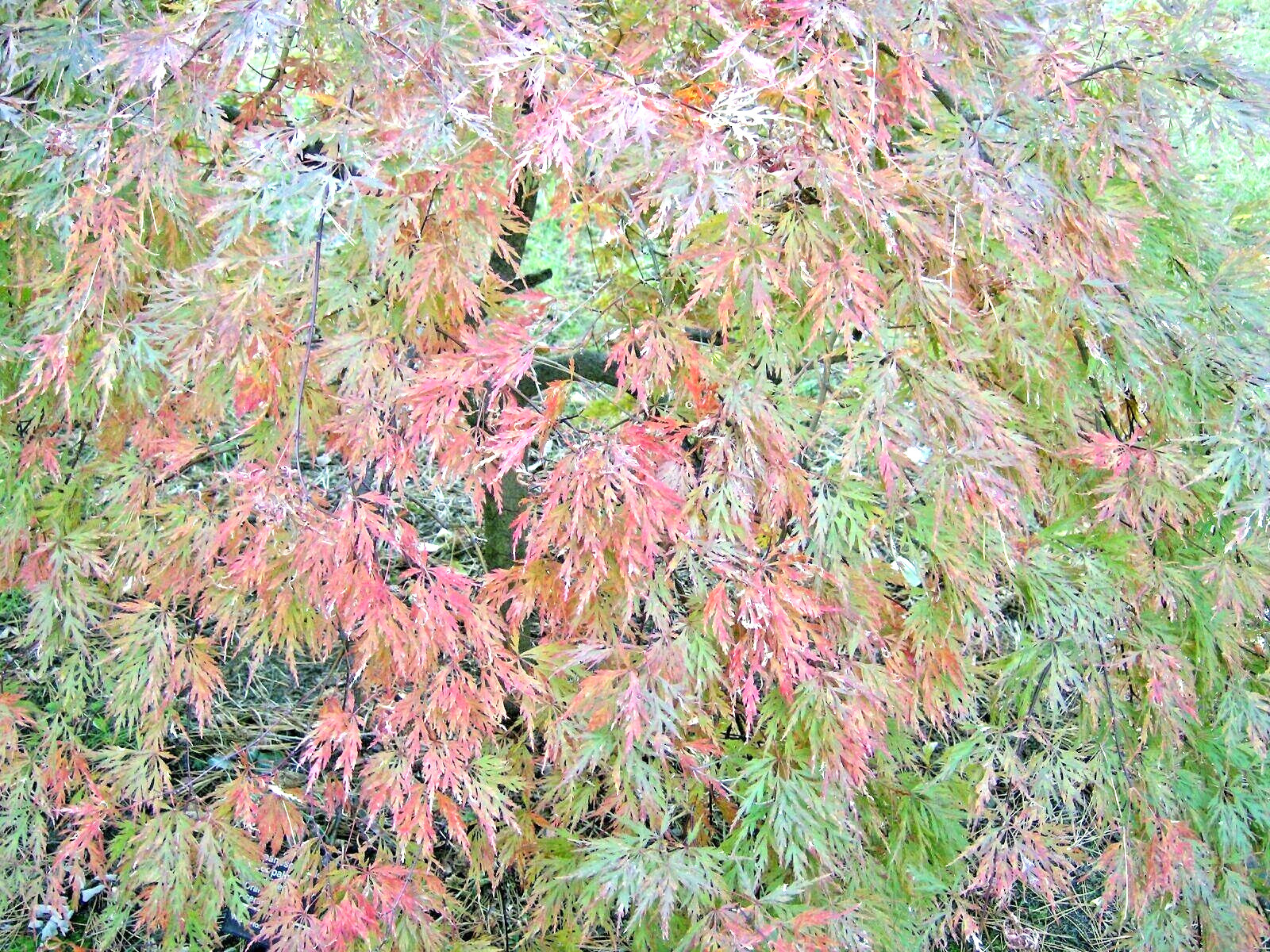 20 Japanese Pendula Nana Maple Seeds Acer Palmatum Var Dissectum ...