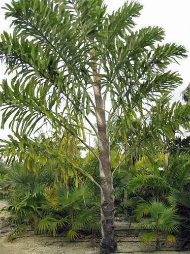 Best Wallichia Disticha | Distichous Fishtail Or Wallich Palm | 5 Seeds ...