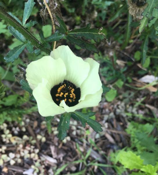 SKMO Hibiscus Trionum | Flowerofanhour | Bladder Hibiscus | Venice ...