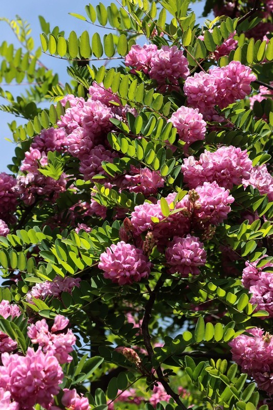 BRN 15 Rose Locust Pink Acacia Flower Robinia Hispida Fertilis Tree US ...