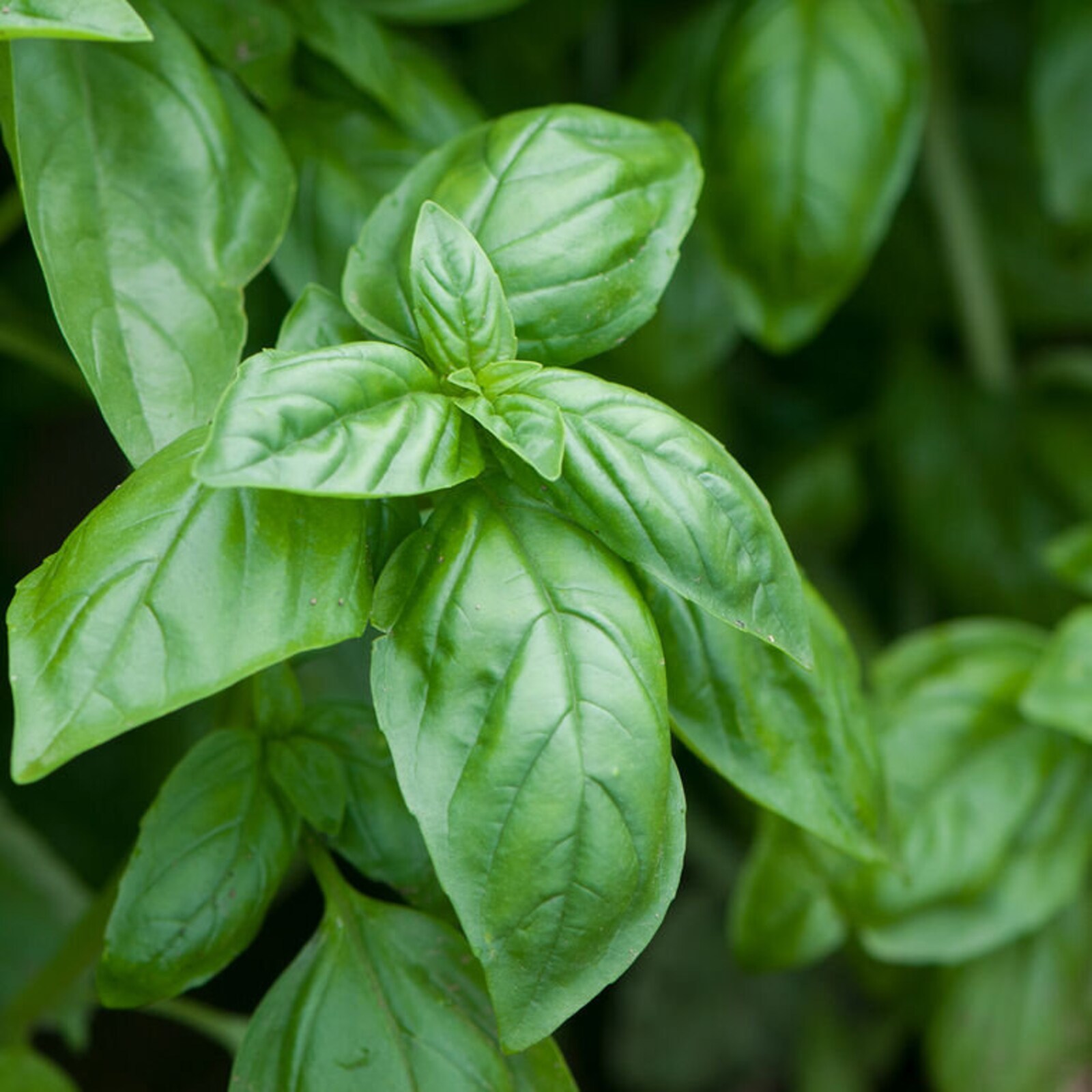 200 Elidia Basil Seeds Fresh For Garden - Plants, Seeds & Bulbs