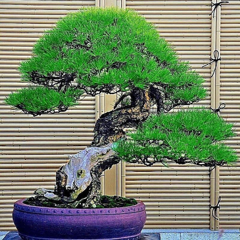 SRN 20 Bonsai Japanese Pine Tree Seeds Dwarf Mini Tree Garden - Seeds ...