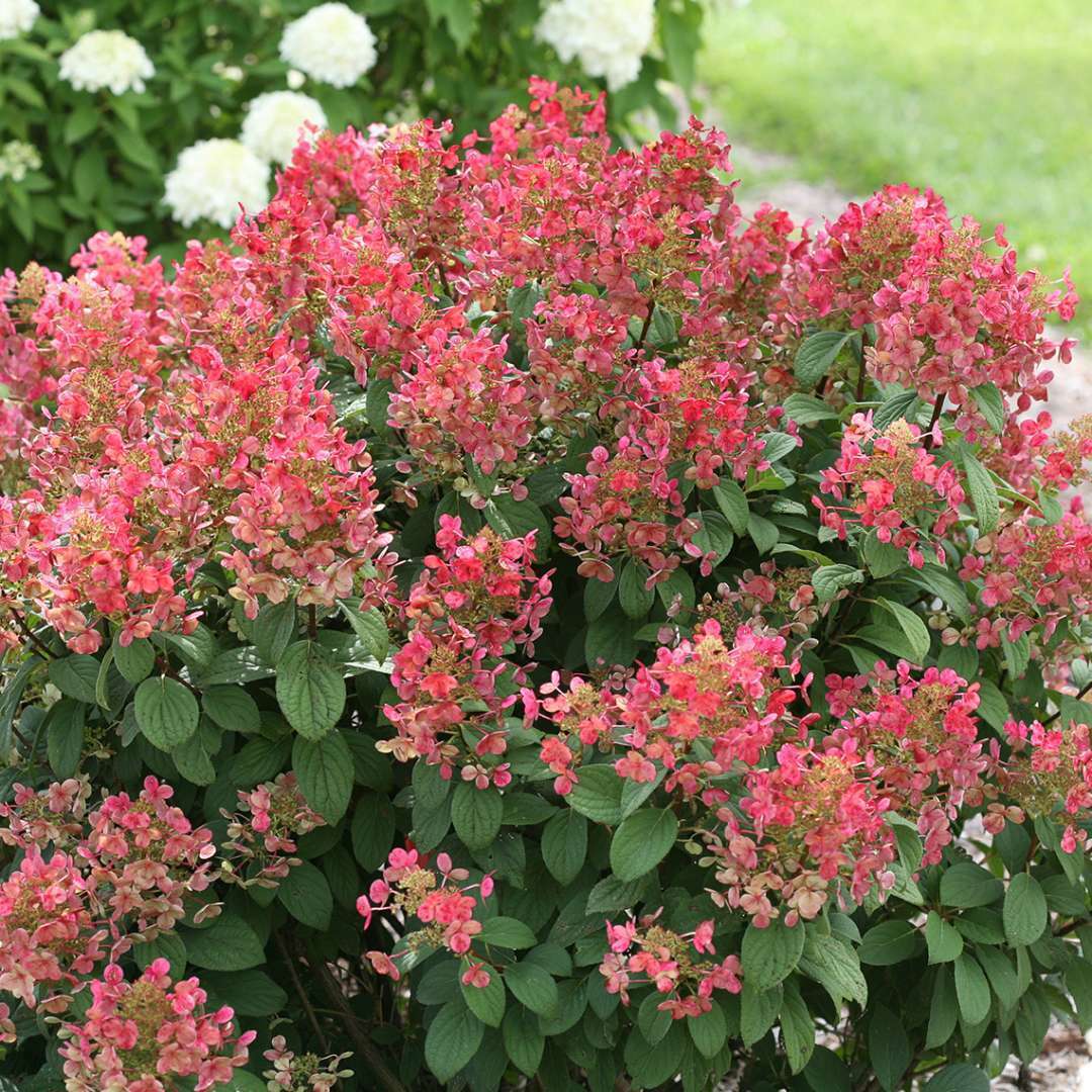 2 Little Quick Fire Panicle Hydrangea Petite Dwarf Shrubs 6-12 Inch ...