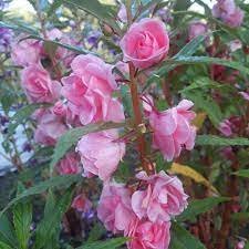 Garden Dwarf Balsam Pretty Double Impatiens Flower 200 Seeds - Home ...