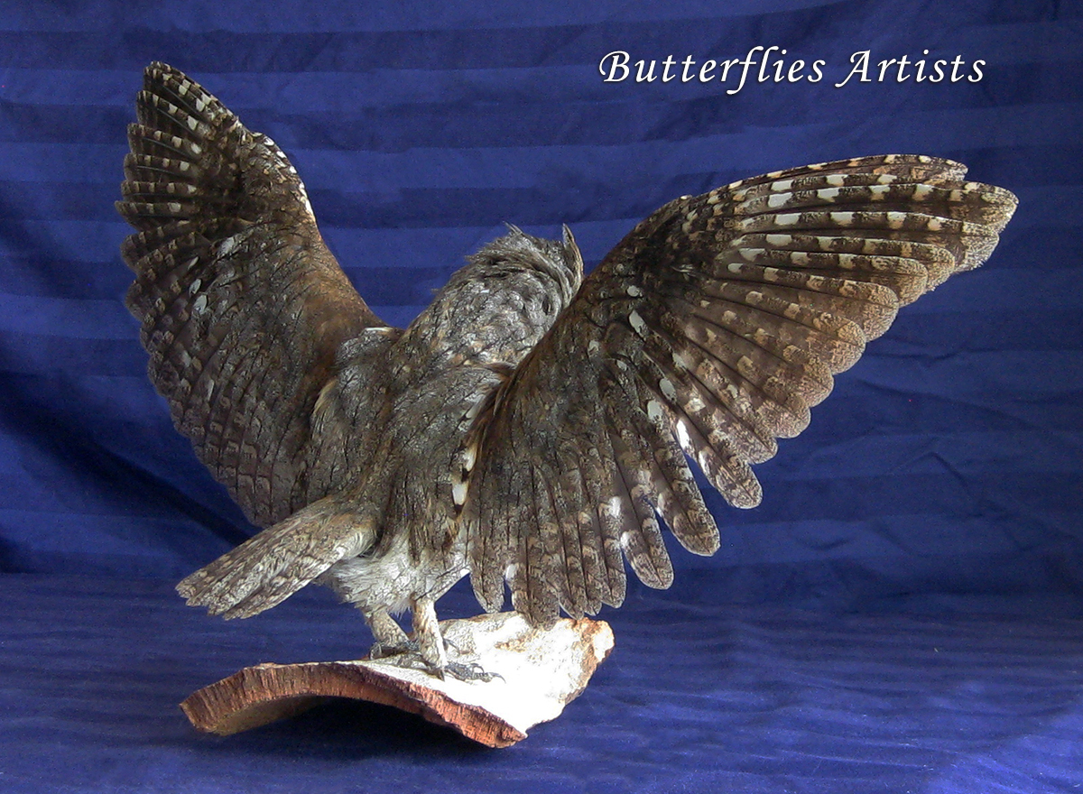 European Eurasian Scops Owl Real Taxidermy Stuffed Bird Mount ...