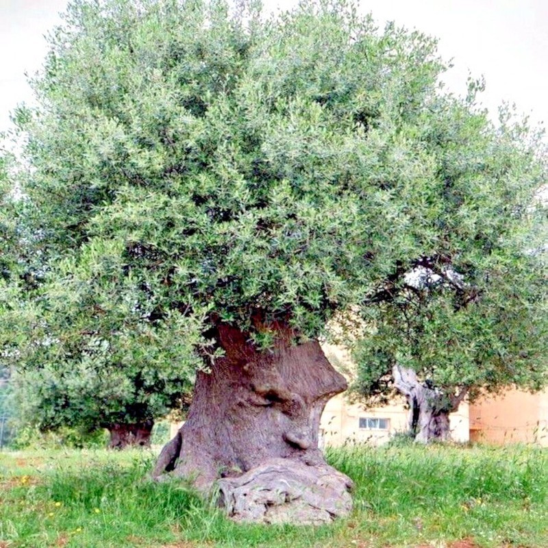 HT 20 Canino Olive Tree Seeds Olea Europaea European Common Edible ...