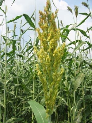 HeirloomSupplySuccess 100 Heirloom Hegari Sorghum Seeds - Seeds & Bulbs