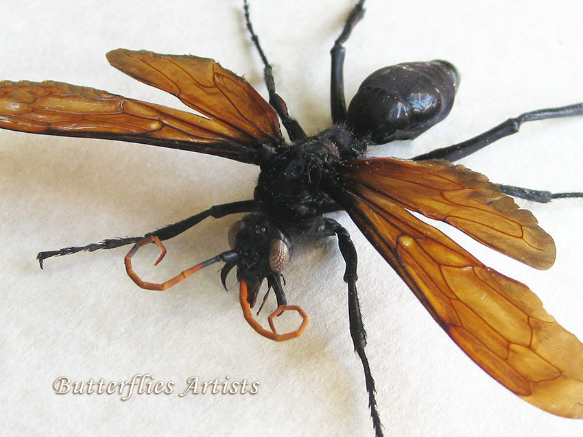 Pepsis Heros Giant Tarantula Hawk Wasp Real Framed Entomology Shadowbox ...