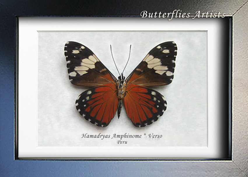 Red Cracker Hamadryas Amphinome Real Butterflies Framed Entomology ...