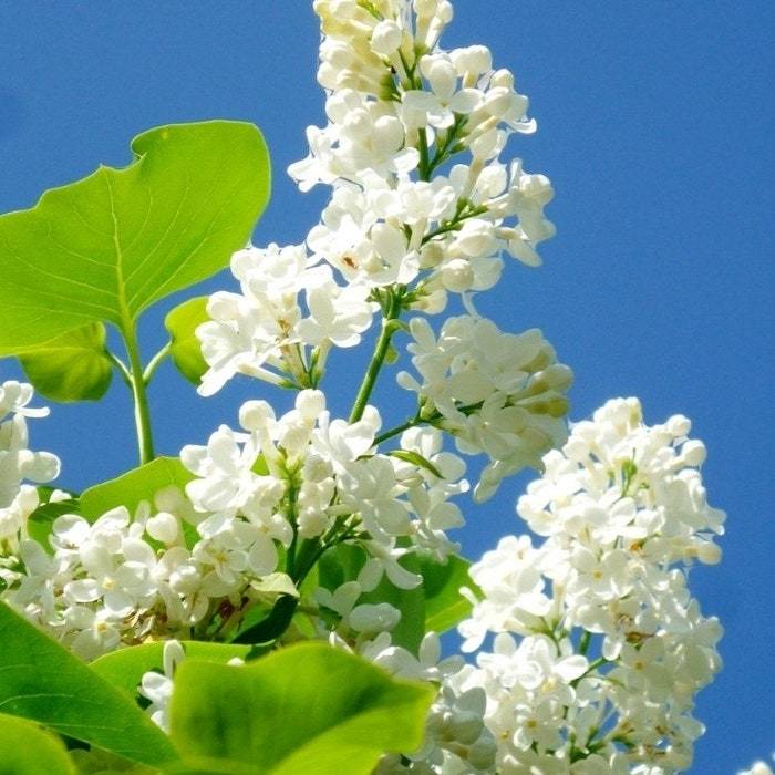 50 White Lilac Seeds Extremely Fragrant Japanese Tree Lilac Shrub ...