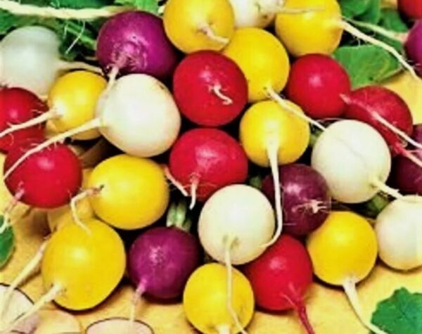 50 SEEDS RADISH CRAYON COLORS MIX SWIFT PLANT HEIRLOOM EASY GARDEN ...