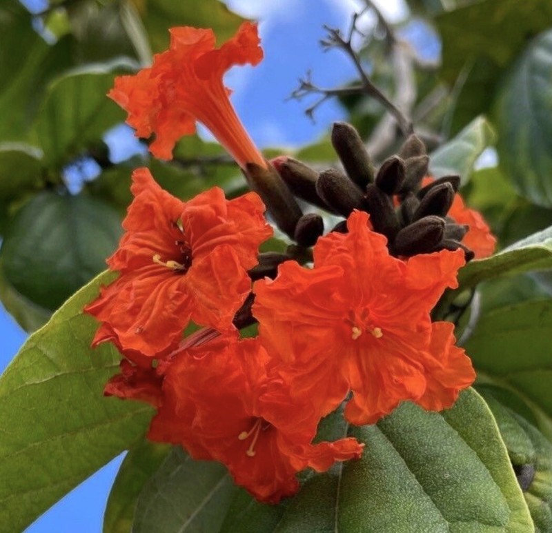 MBK Mareer Kou Beach Cordia Sea Trumpet Cordia Subcordata 6 Seeds Bulk ...