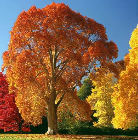 Platanus Occidentalis American Sycamore Tree Longevity Heirloom Seeds ...