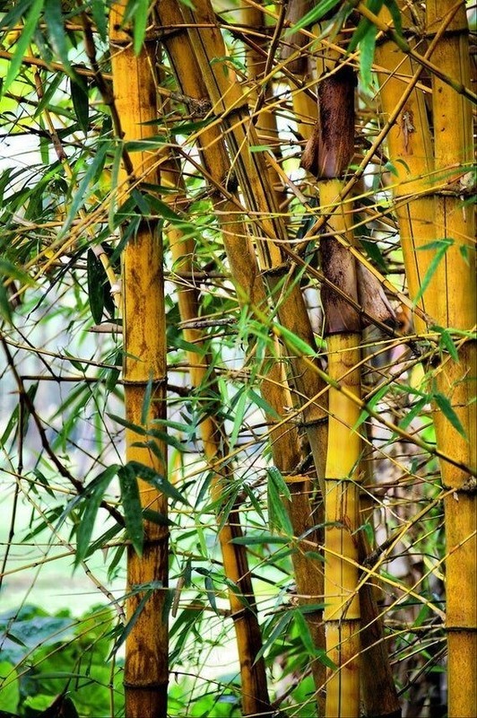 SMX 50 Vulgaris Schrad Bamboo Seeds Privacy Clumping Shade Indoor ...