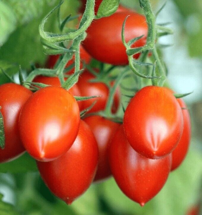 BS 50 Roma Italian Tomato Seeds Heirloom Nongmo Fast Grow - Seeds & Bulbs