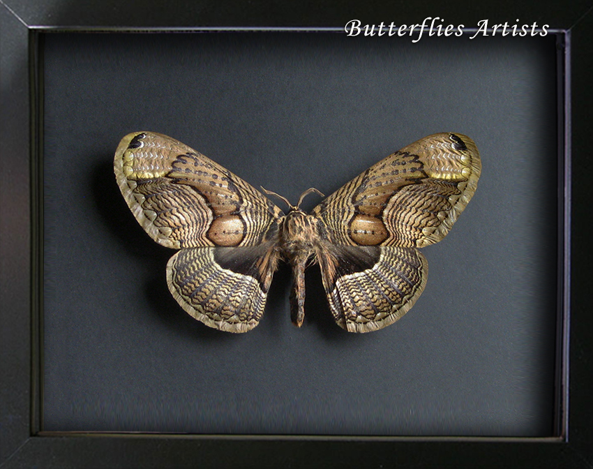 Huge Owl Moth Brahmaea Wallichii Female XL Framed Entomology ...