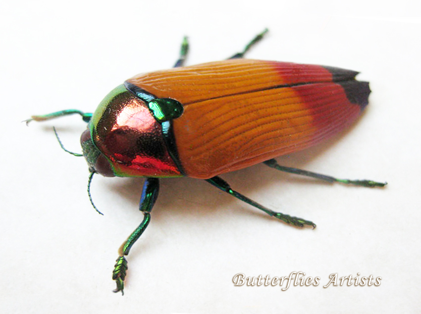 Metaxymorpha Apicalis Rainbow Beetle Framed Entomology Collectible ...
