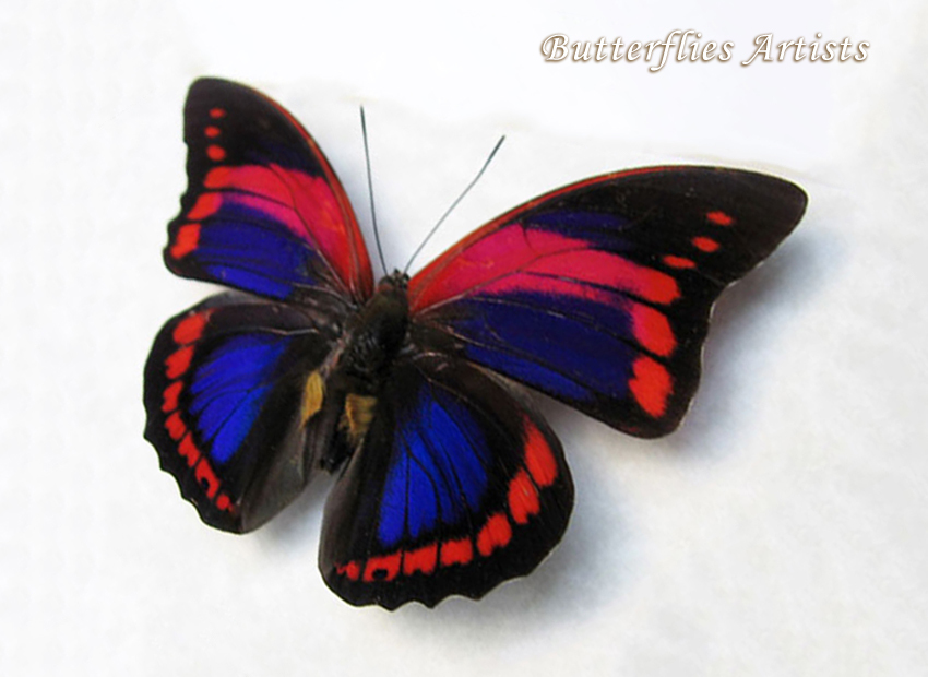 Prepona Praeneste Confusa RARE Real Butterfly Entomology Collectible ...