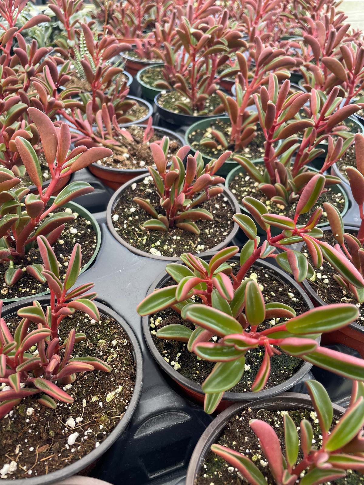 Red Taco Plant / Peperomia graveolens "Ruby Glow" / 3" Pot Ruby P ...