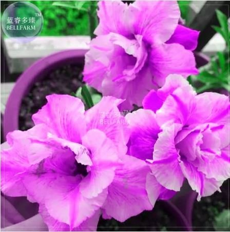Adenium Light Purple Petals with Dark Purple Stripe Flower 2 PCS Seeds ...