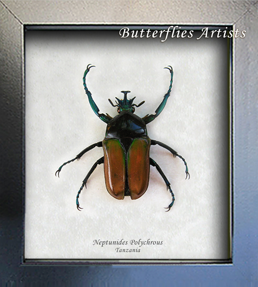 Multicolor Scarab Neptunides Polychrous Real Beetle Framed Entomology ...
