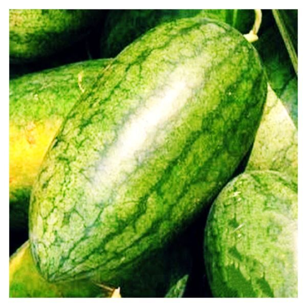 10 SEEDS CONGO WATERMELON HEIRLOOM SPEED GROWTH QUICK GARDEN SETUP ...