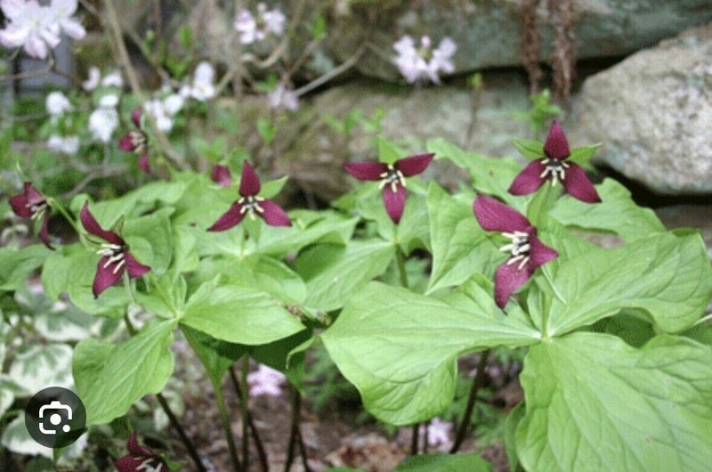 PSA 10 Purple Trillium Plant Trillium Erectum Bulbs Bare Root Fast ...
