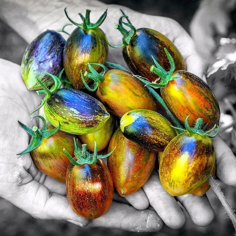 MBK 10 Brads Atomic Grape Tomato Seeds Solanum Lycopersicum Bulk Seeds ...