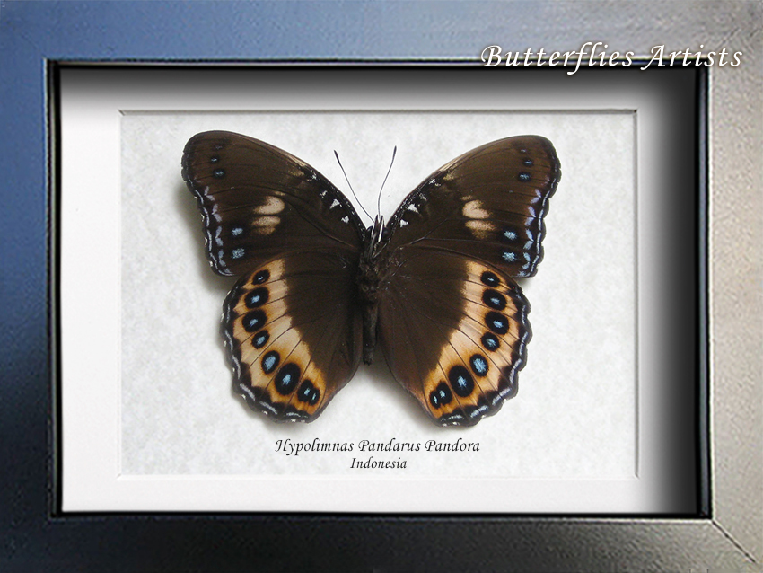 Hypolimnas Pandarus Pandora Large Rare Butterfly Framed Entomology ...