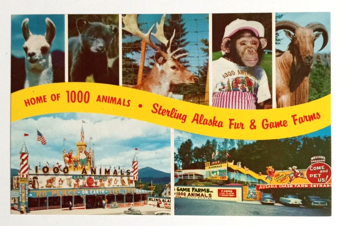Home of 1000 Animals Sterling Alaska Fur & Game Farms NY UNP Postcard ...