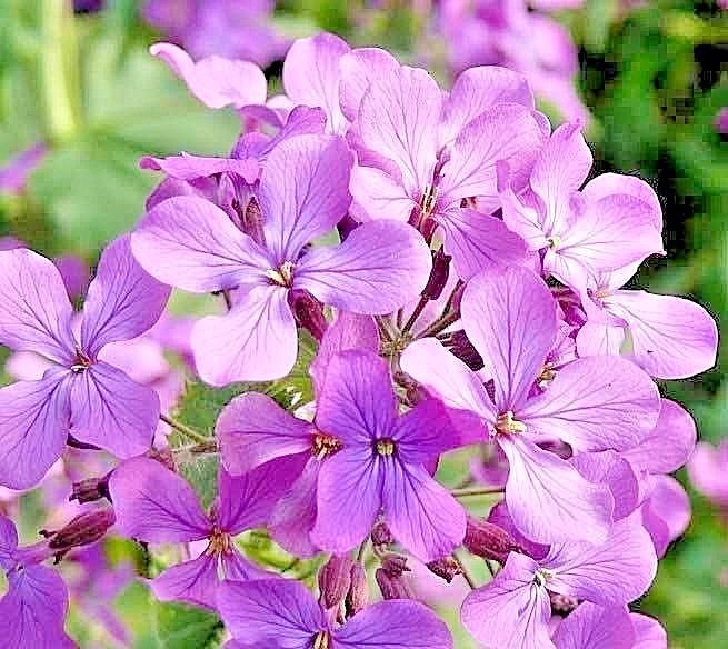 KKG 1001 Evening Scented Stock Seeds Perfume Plant Clove Summer Garden ...
