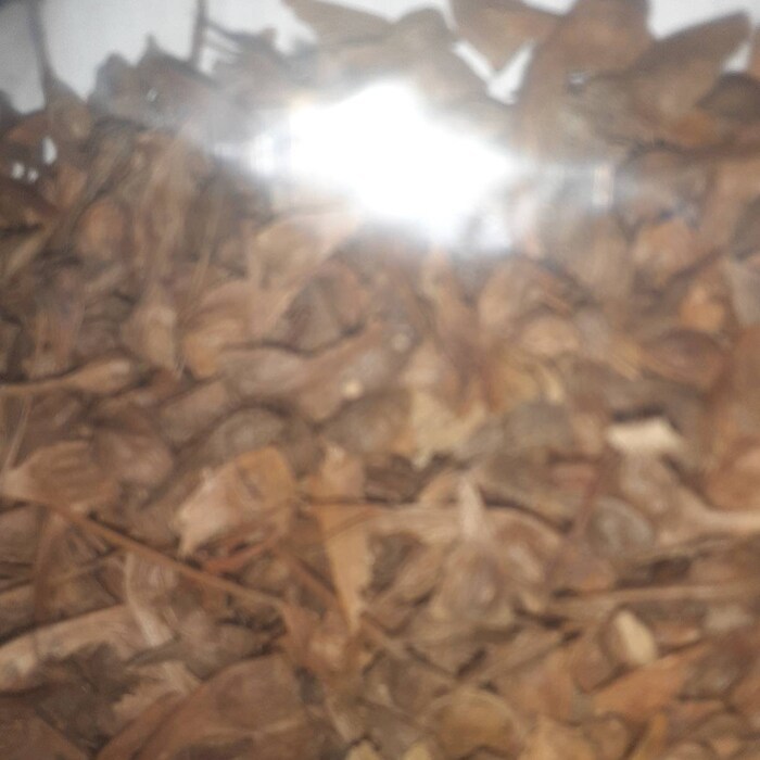 Dissected Maple Tree Seeds Acer Palmatum Dissectum Threadleaf Japanese ...