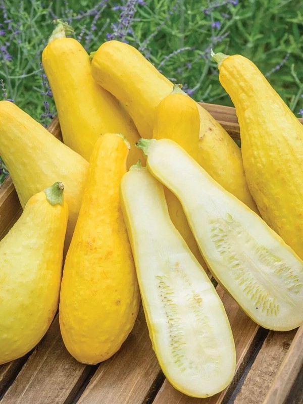 SMX 20 Prolific Straightneck Summer Squash Indoor Gardening - Seeds & Bulbs