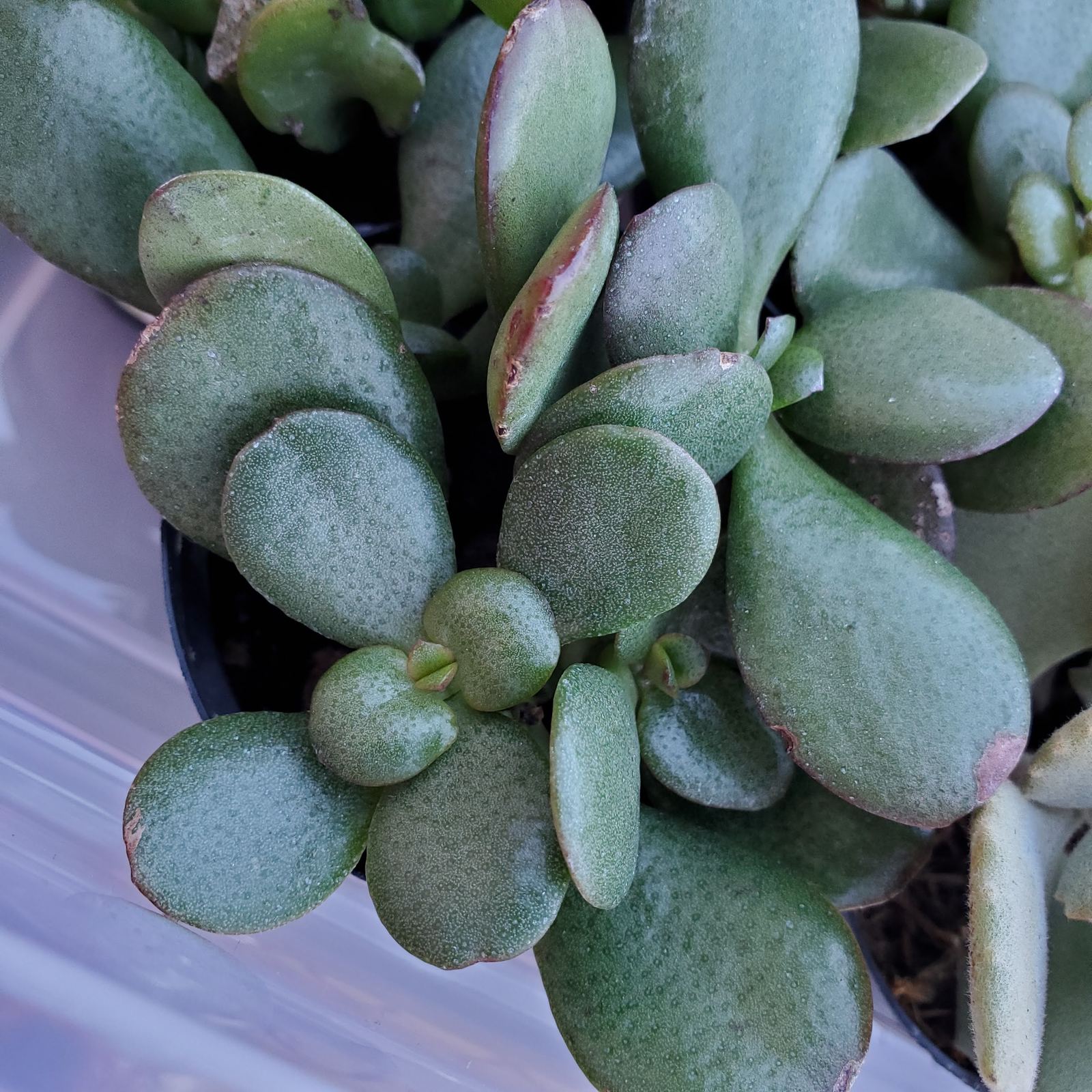 Baby Jade Plant, live 2 inch succulent, and 50 similar items