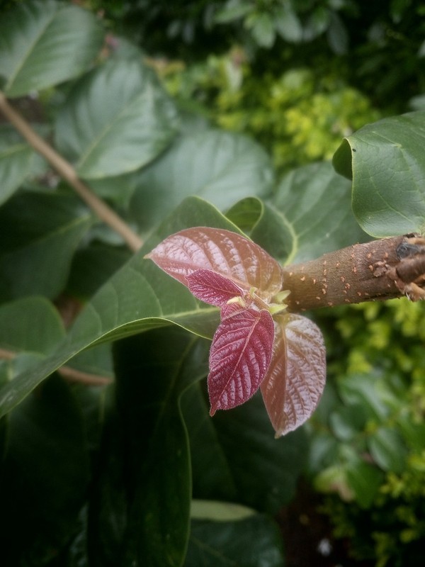 FMG Holoptelea Integrifolia Jungle Cork Tree Seeds Fast Growing - Seeds ...