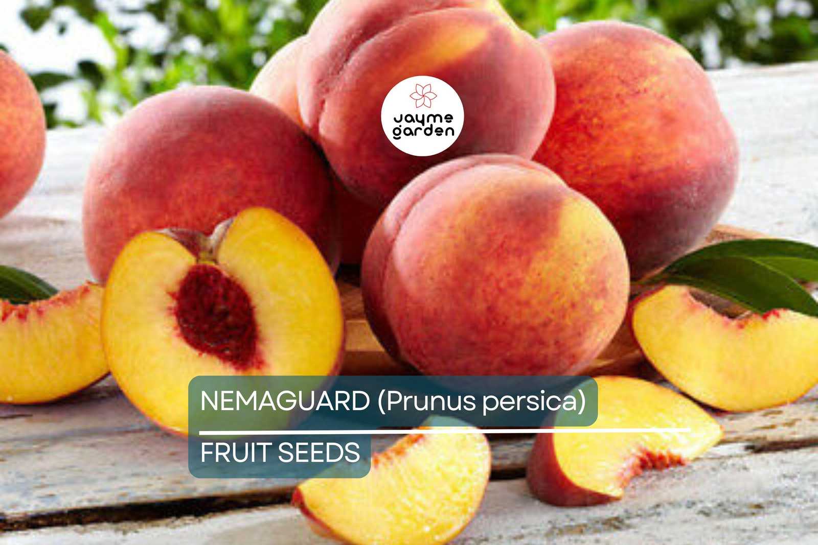 3 Peach Tree Seeds - Dwarf Loring Nemaguard (Prunus persica) - Fast ...