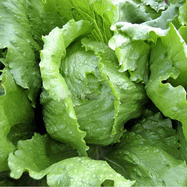 SYR Iceberg Lettuce Seeds 600 Crisphead Vegetable Non Gmo Fast Growing ...