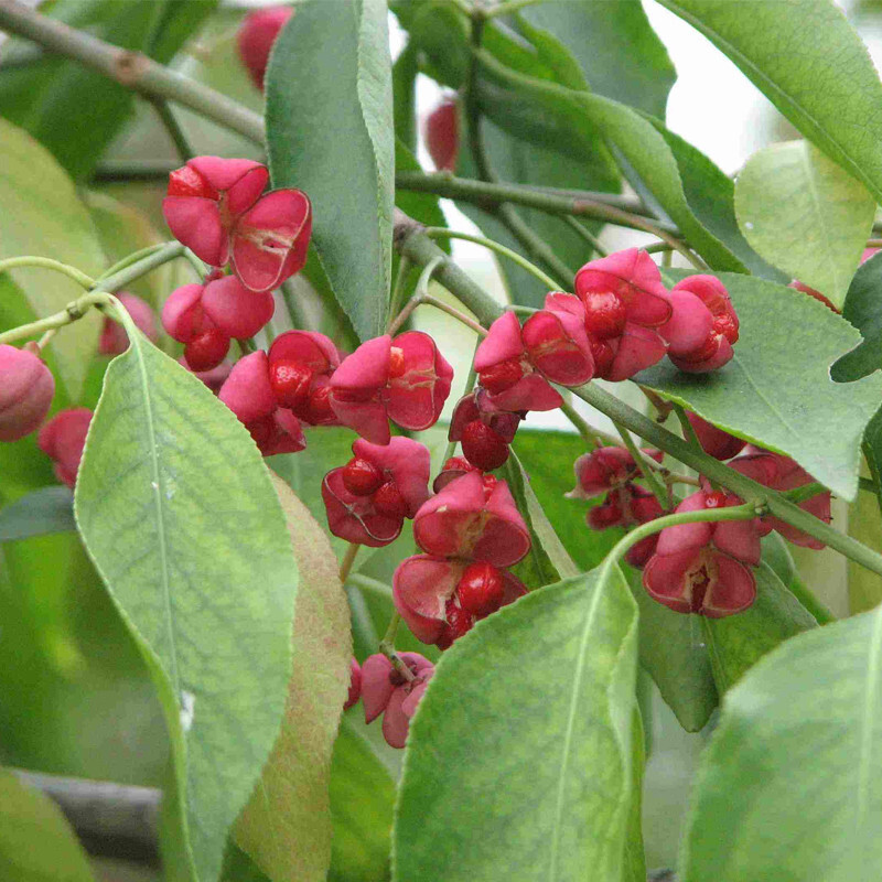 PSA Euonymus Sieboldianus Yeddo Euonymus Shrub Seeds Dramatic Fall ...