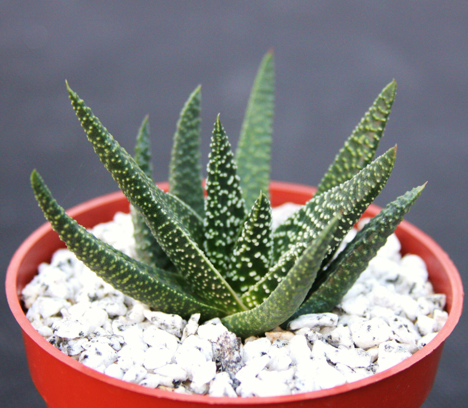 GASTERALOE CV Royal Highness, exotic rare succulent hybrid bonsai plant ...