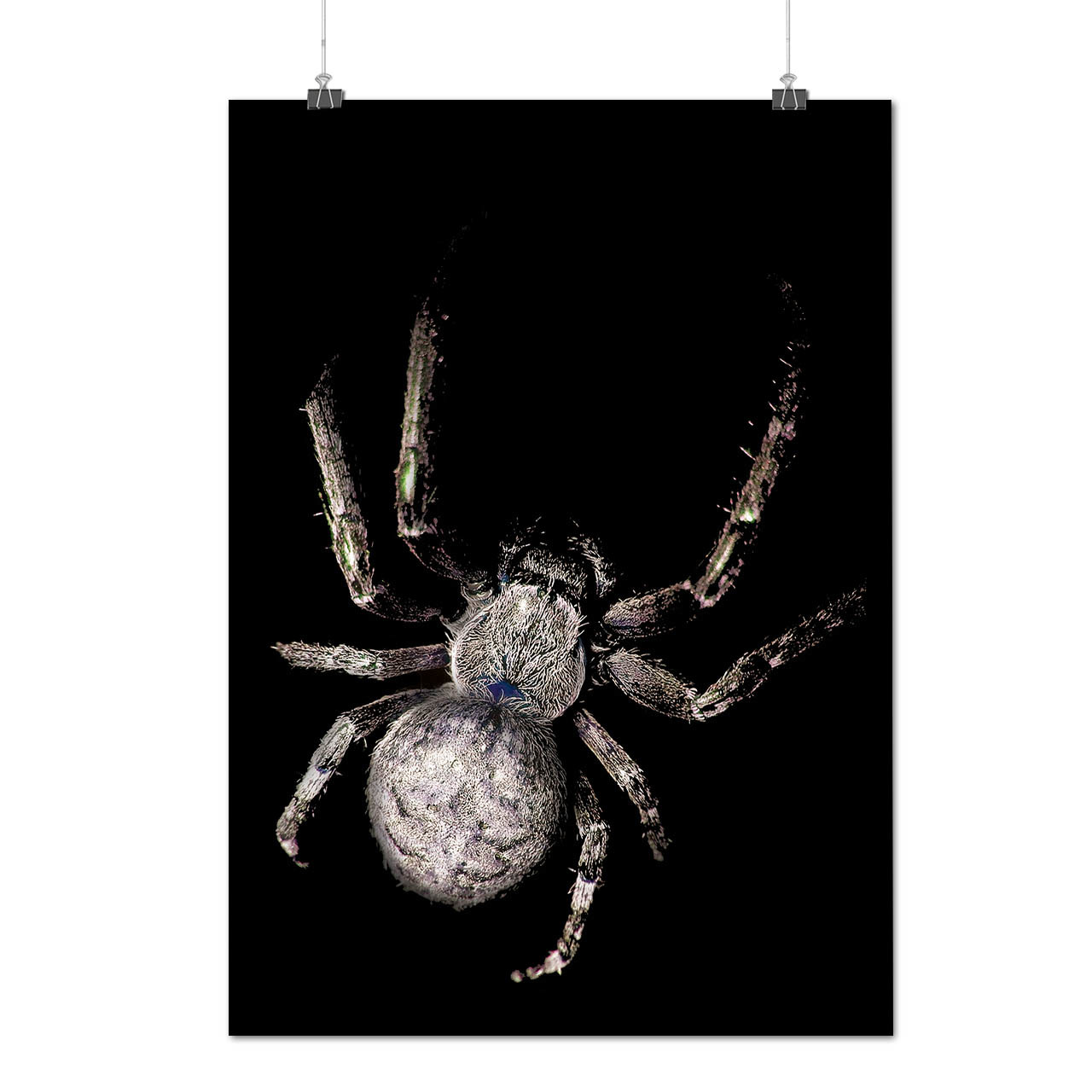 Massive Tarantula Spider Animal Matte/Glossy Poster A0 A1 A2 A3 A4 ...