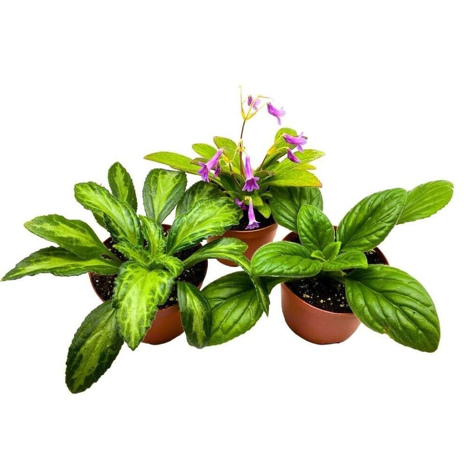 Primulina Assortment, 6 inch Set of 3, Gesneriad Flowering Indoor ...