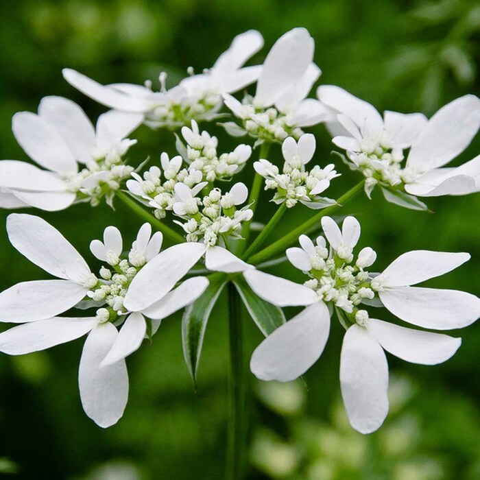 Orlaya Grandiflora Minoan Lace White Lace Flower 20 Seeds - Seeds & Bulbs