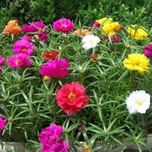 50 Seeds Moss Rose Mix Portulaca Margarita and similar items
