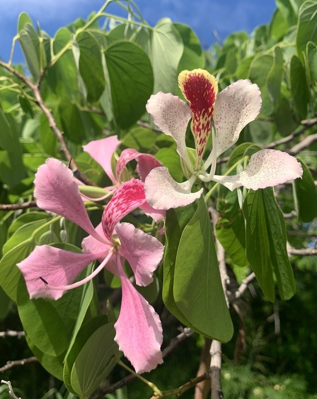 BRN Pink Bauhinia Monandra Orchid Tree Napoleon'S Plume 10 Seeds Fresh ...