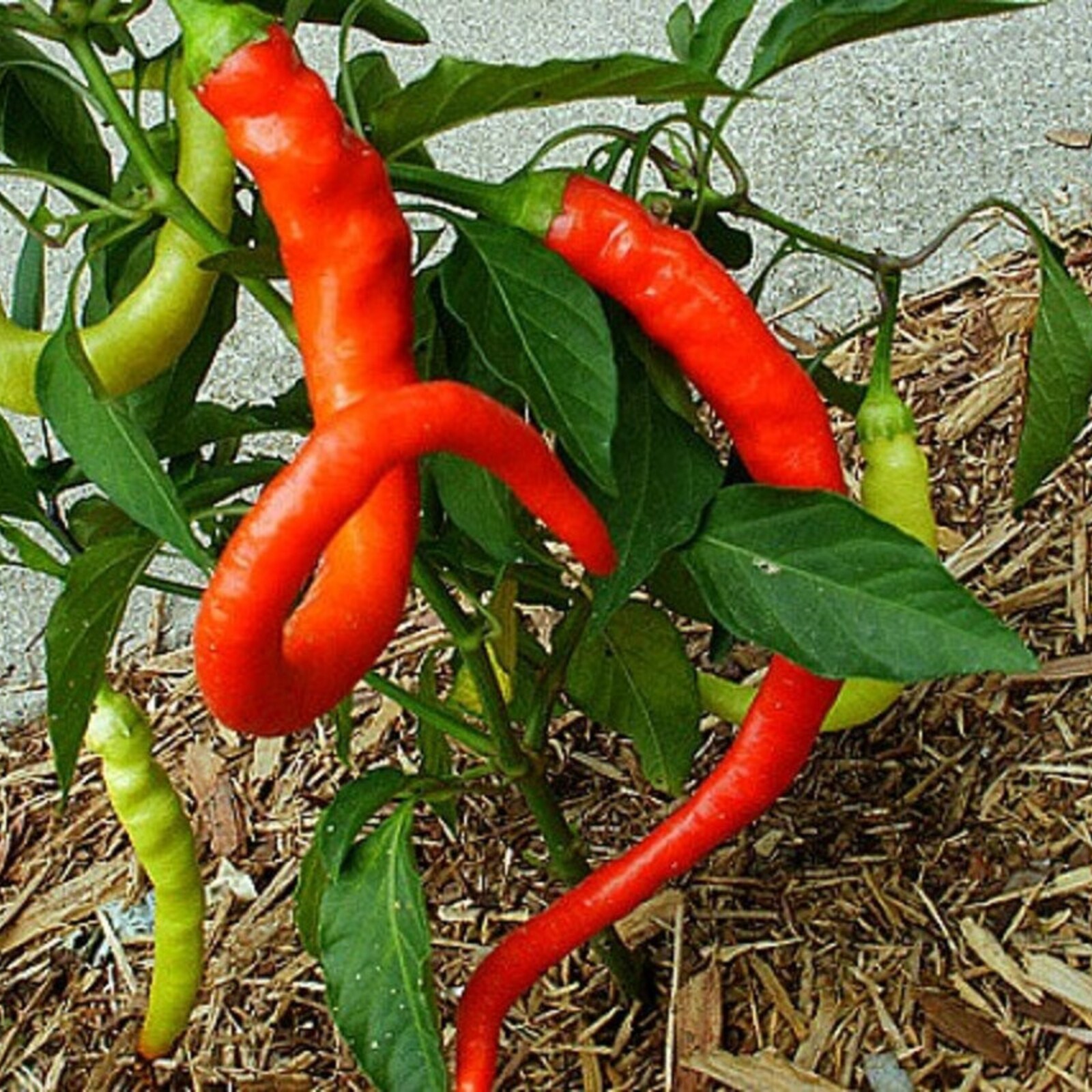 Corbaci Sweet Pepper Aka Sari Tatli Sivri Turkish Seed Eating Pickling ...