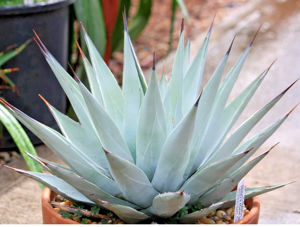 RARE AGAVE PARRYI var. COUSEI hardy exotic succulent aloe plant seed 20 ...