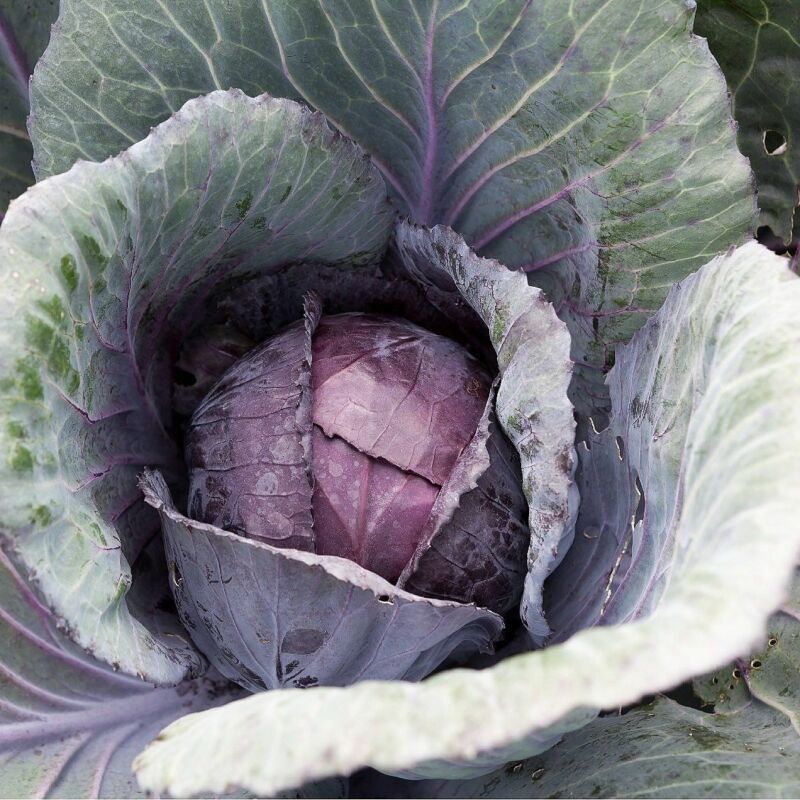 VC Red Acre Cabbage Seeds 500 Vegetable Non Gmo Easy Grow - Seeds & Bulbs
